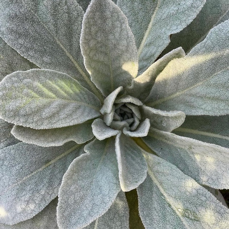 Everything you need to know about growing Mullein – Australian ...