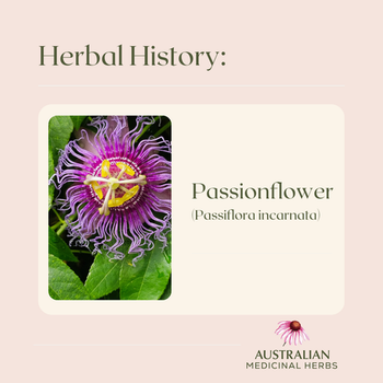Herbs in History: Passionflower (Passiflora incarnata) – Australian ...
